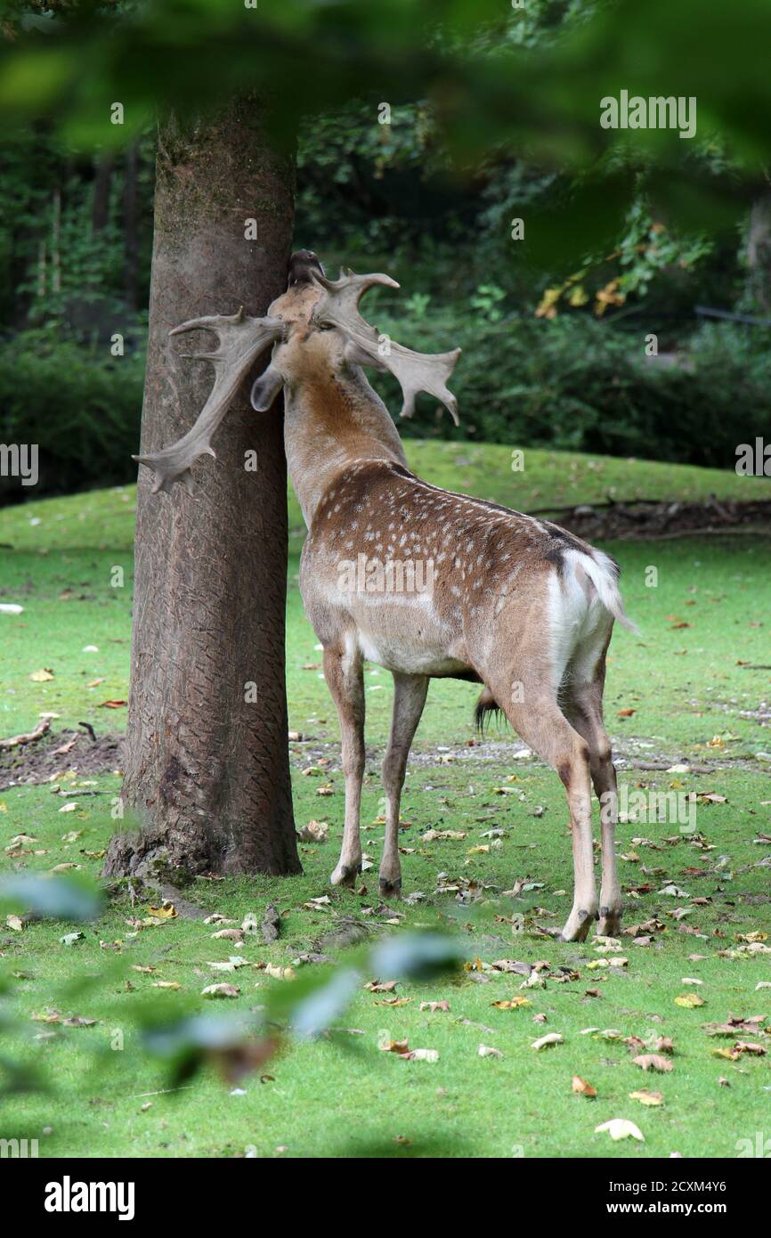 Hirsch damhirsch hi-res stock photography and images - Alamy