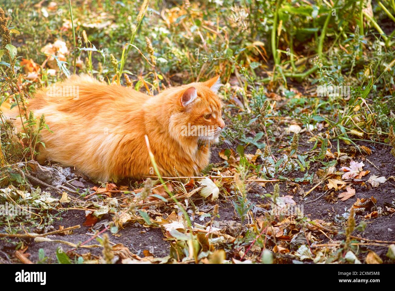 Ginger Cat Hunting High Resolution Stock Photography and Images - Alamy