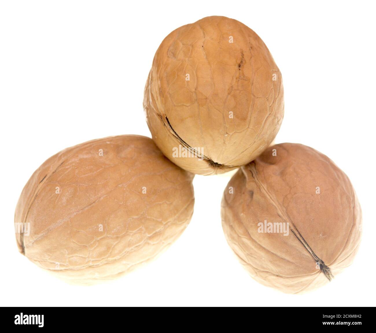 Walnut isolated on white background Stock Photo - Alamy