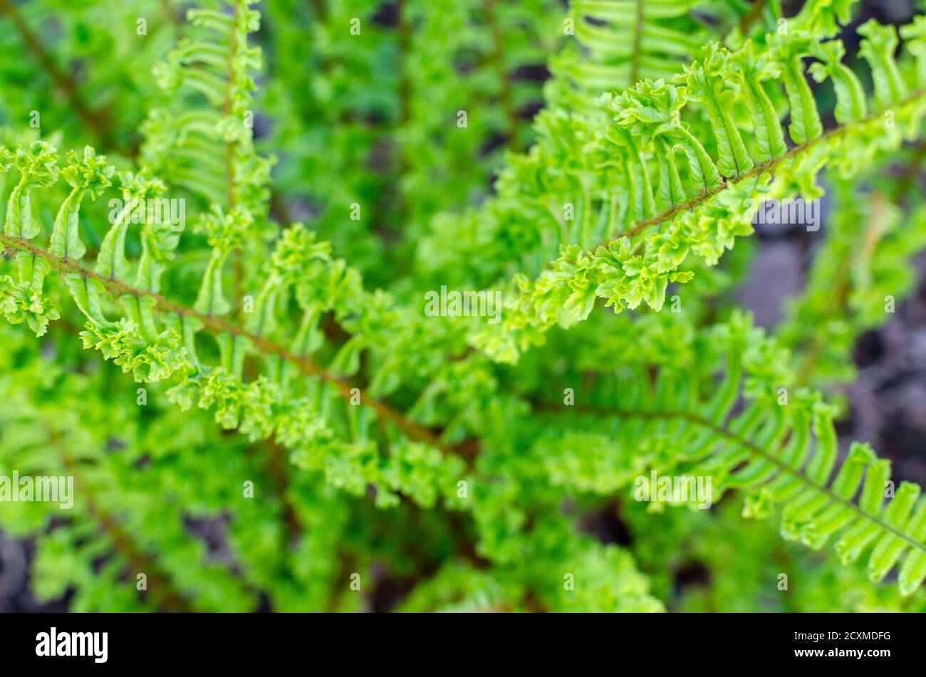 Scaly Male Fern - Dryopteris affinis "Cristata Angustata". Top view ...
