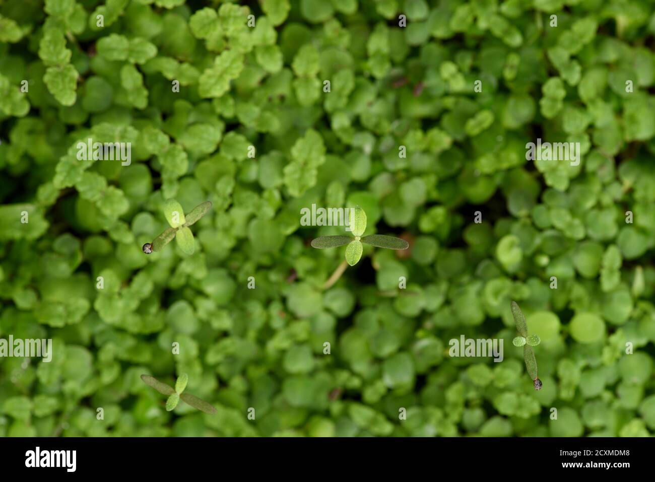 Healthy organic food concept. Tender young lemon balm leaves of ...