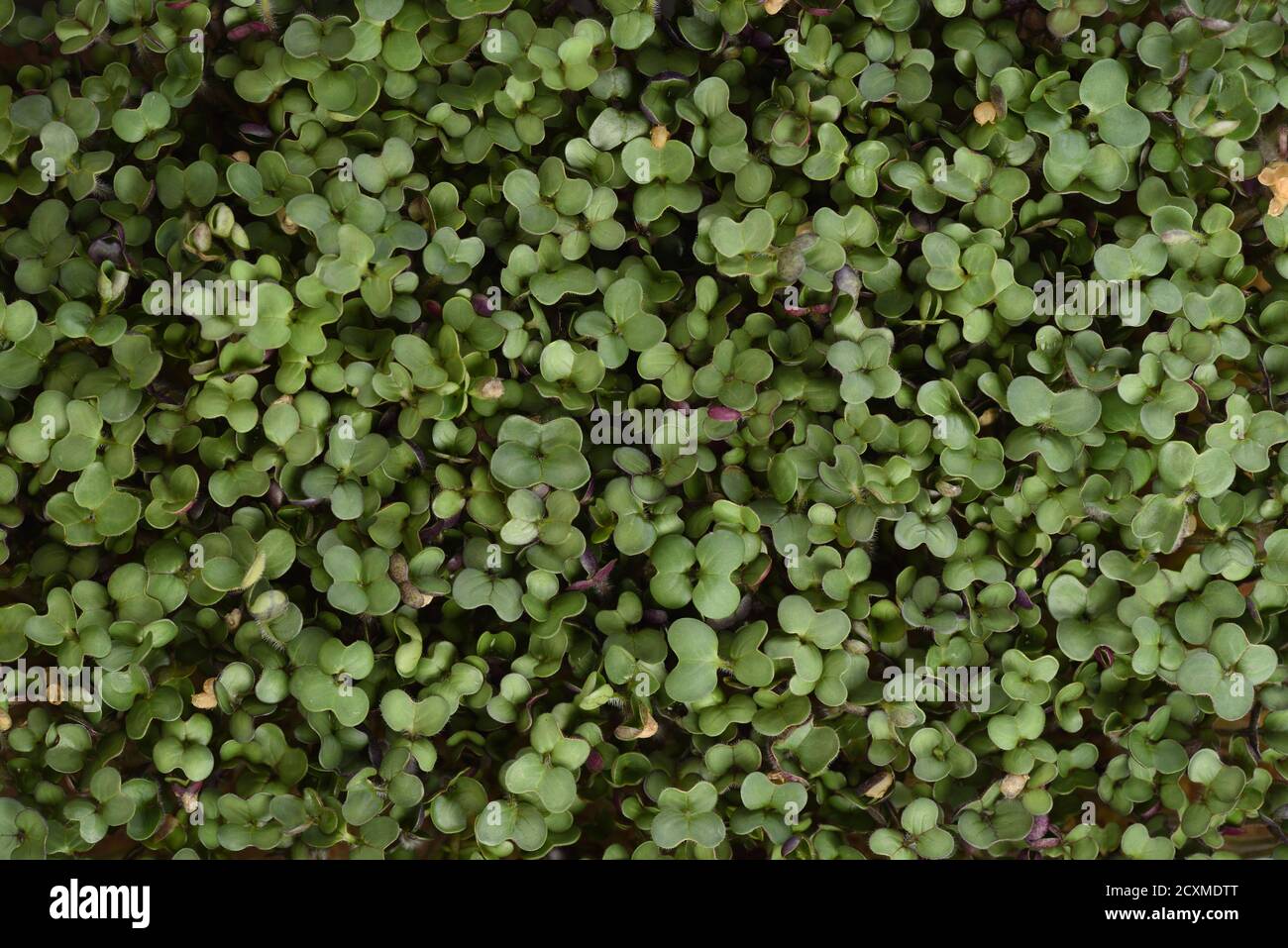 Healthy organic produce concept. Tender small round leaves of ...