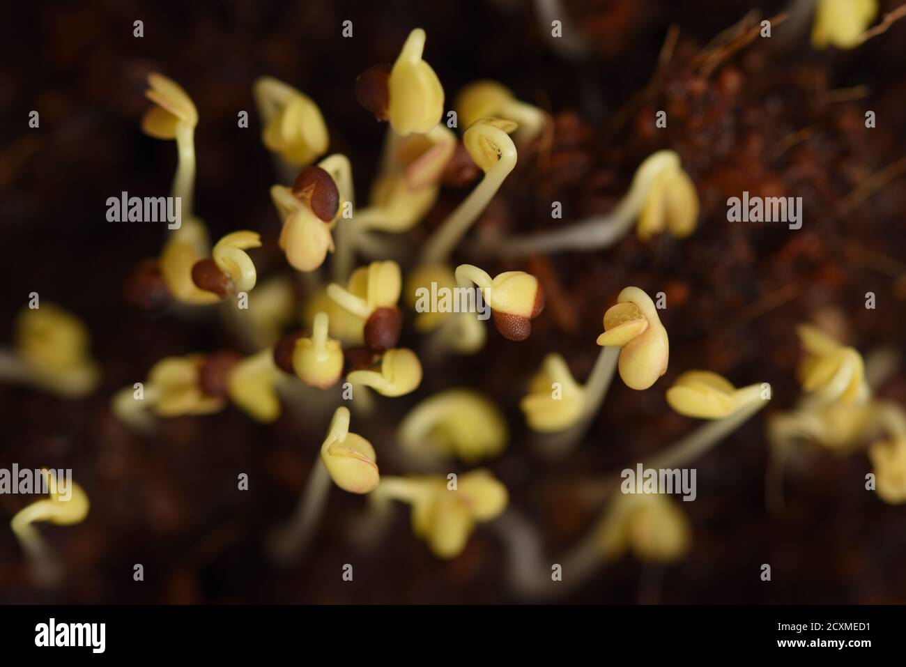 Healthy raw food concept. Sprouted seeds close up selective focus ...