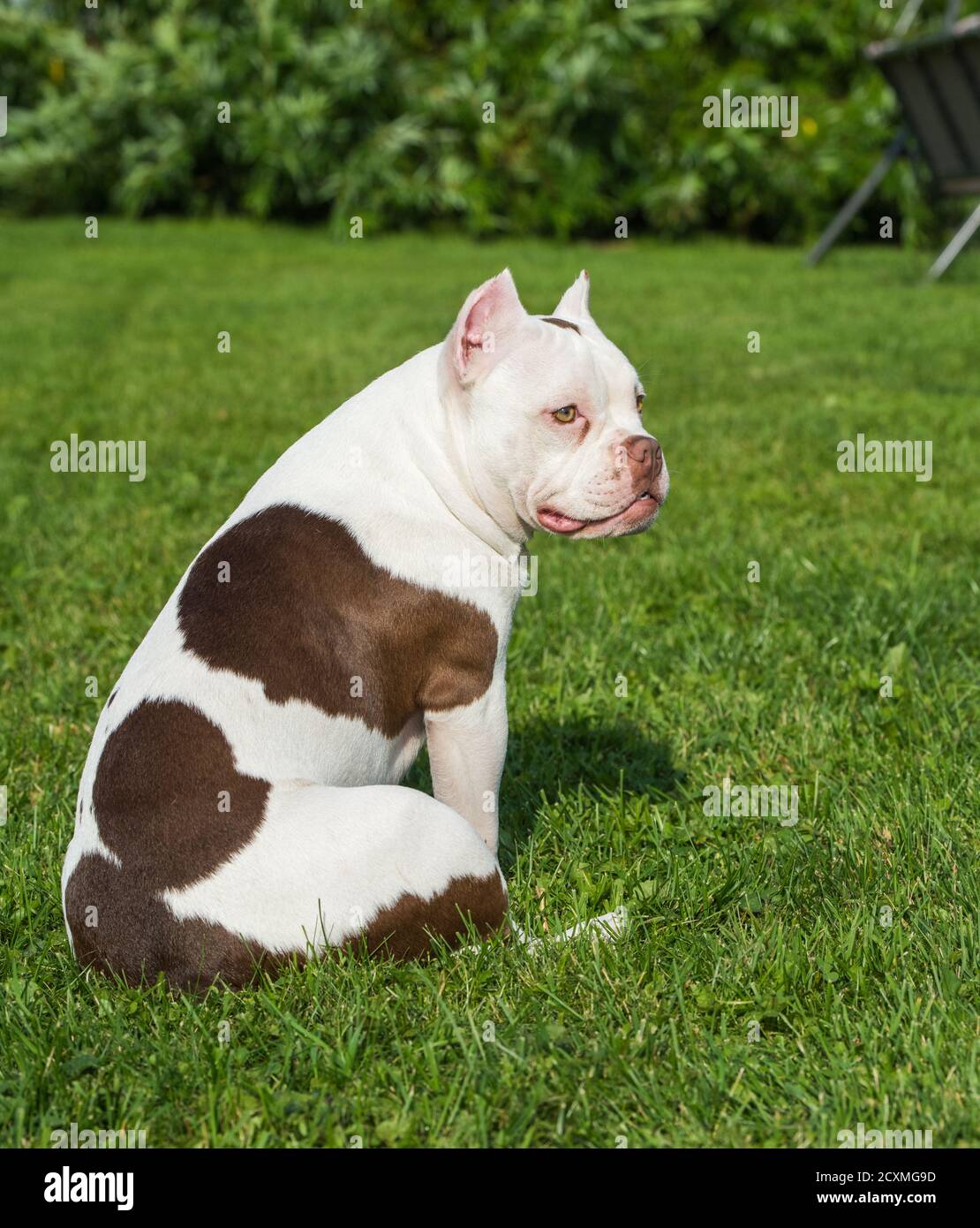 American Bully puppy dog sitting back on green grass Stock Photo - Alamy