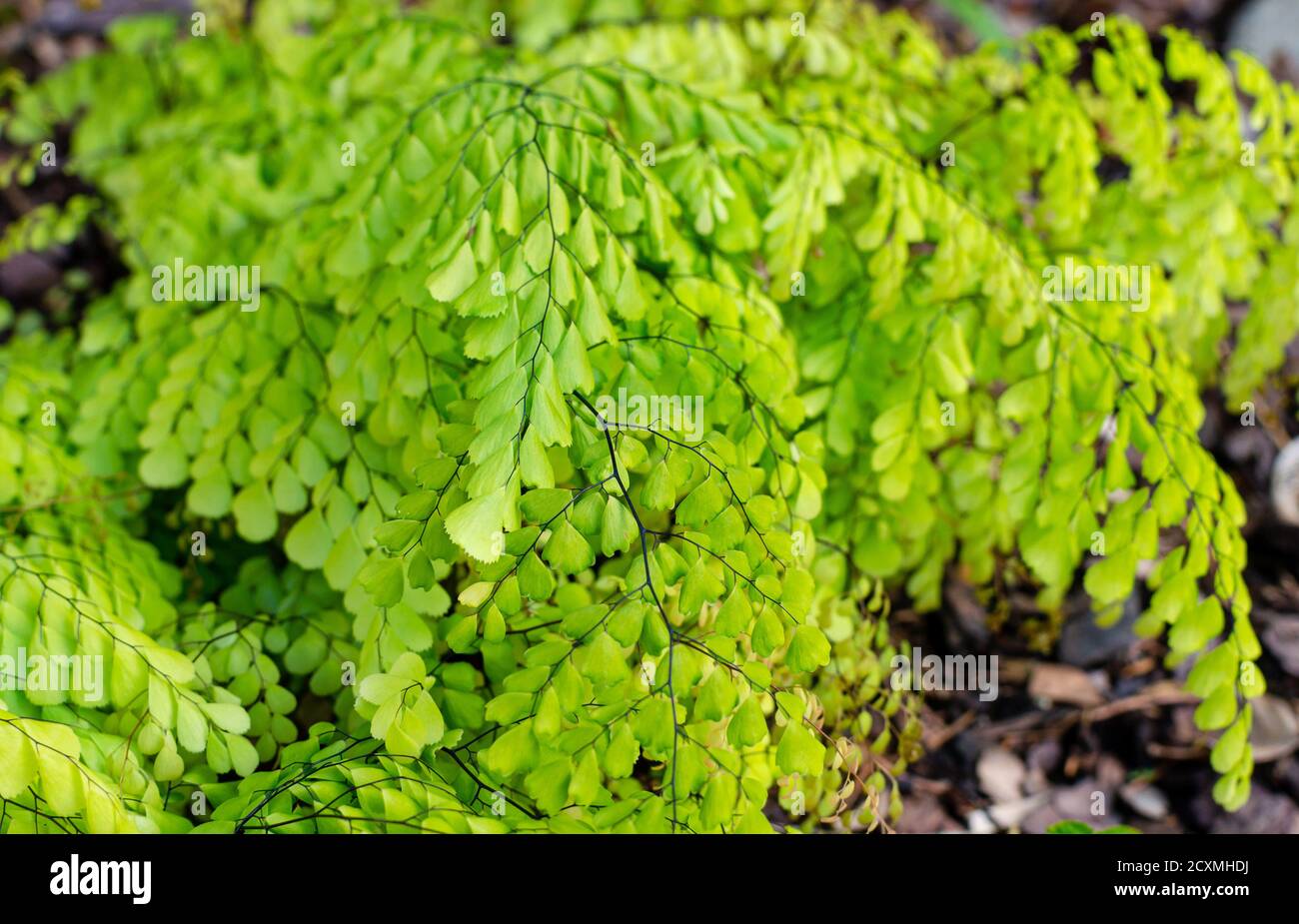 Adiantum venustum (Himalayan Maidenhair) close up Stock Photo - Alamy