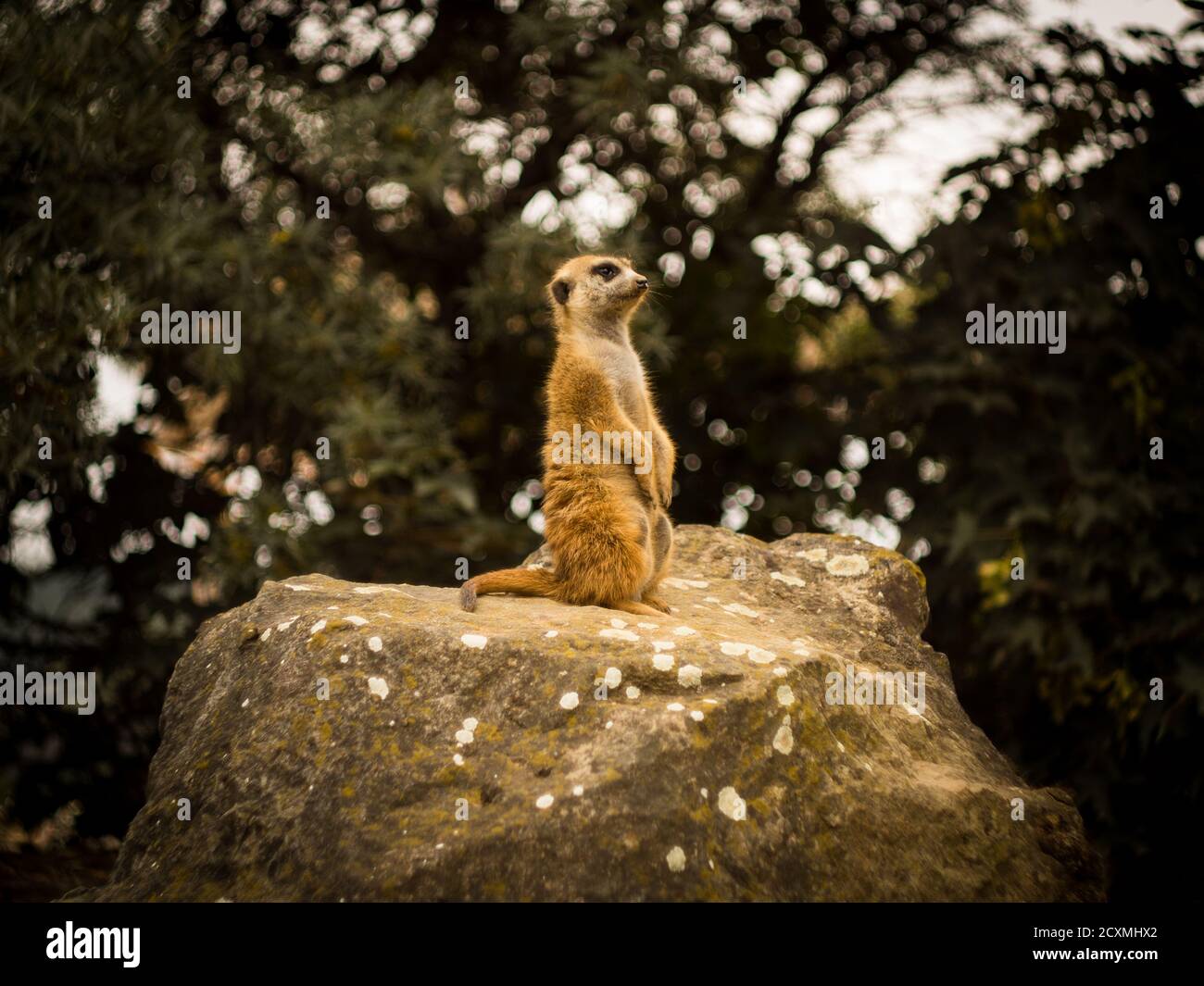 Cute mongoose hi-res stock photography and images - Alamy