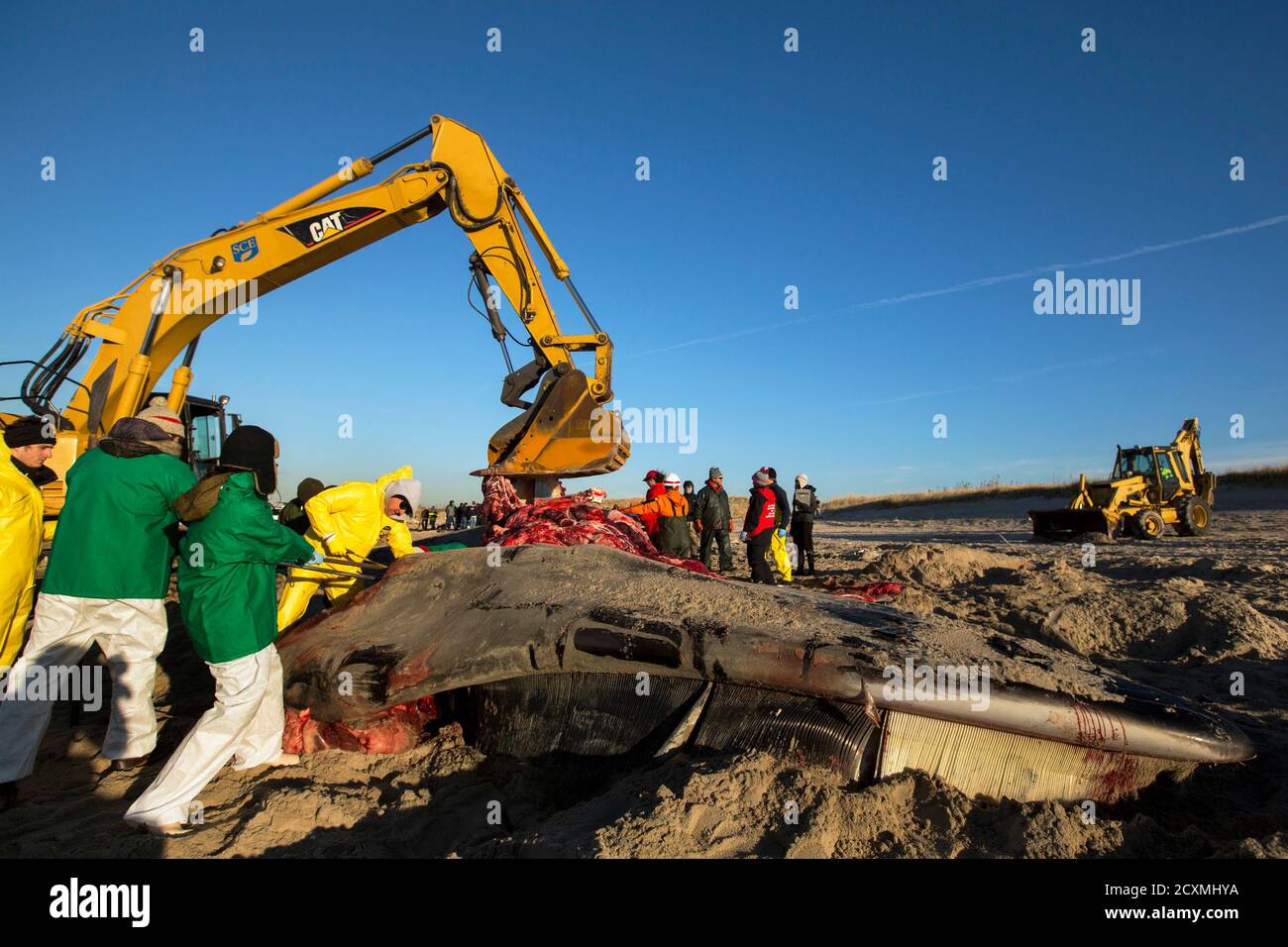 Necropsy High Resolution Stock Photography and Images - Alamy