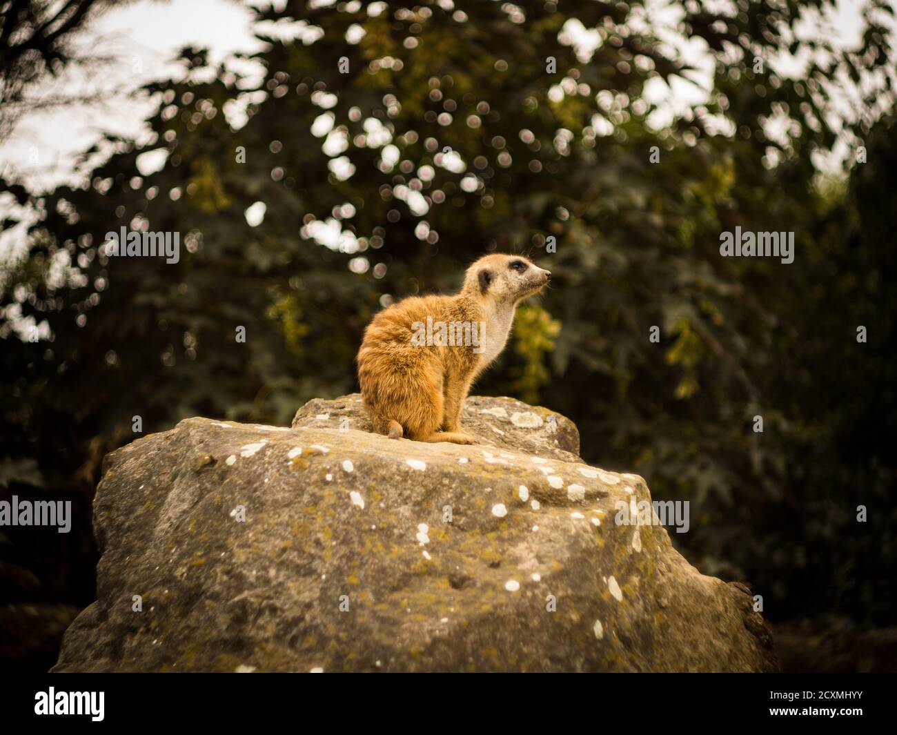 Fox mongoose hi-res stock photography and images - Alamy