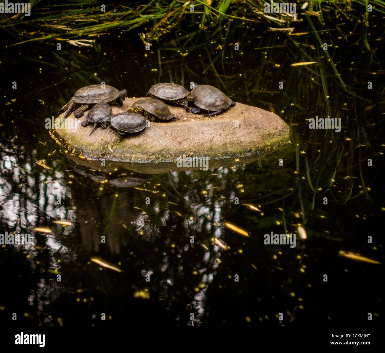 Cute small turtles rest at stone in ZOO Stock Photo - Alamy