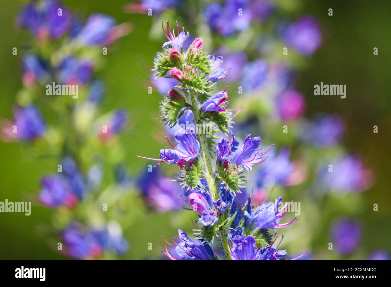 Blue melliferous flowers - Blueweed (Echium vulgare). Viper's bugloss ...