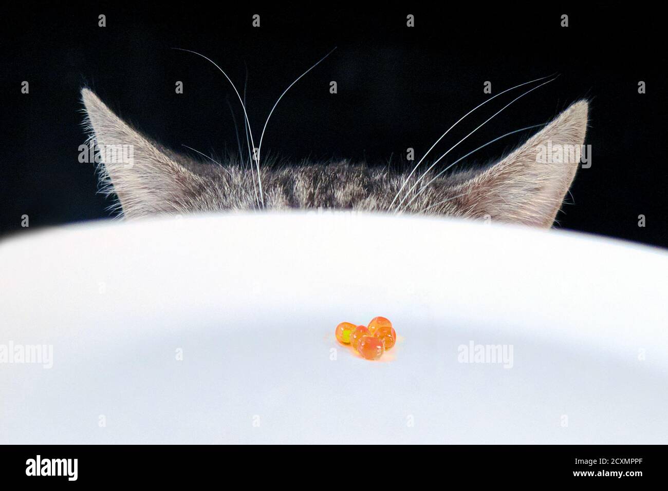 The cat went into hiding, ears sticking out from behind the plate ...