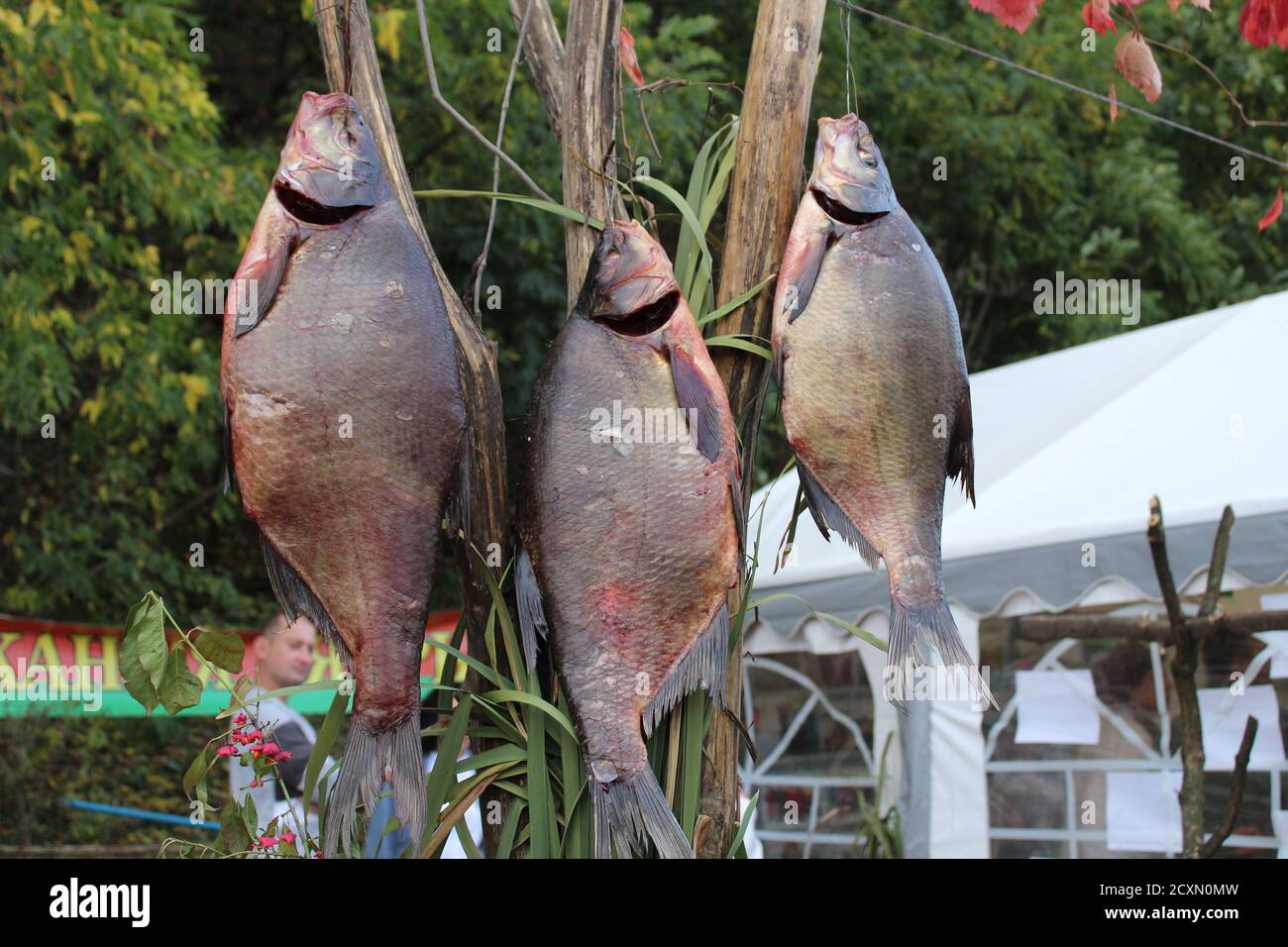 three large fish carp, perch or bream are hanging hanging from a tree ...