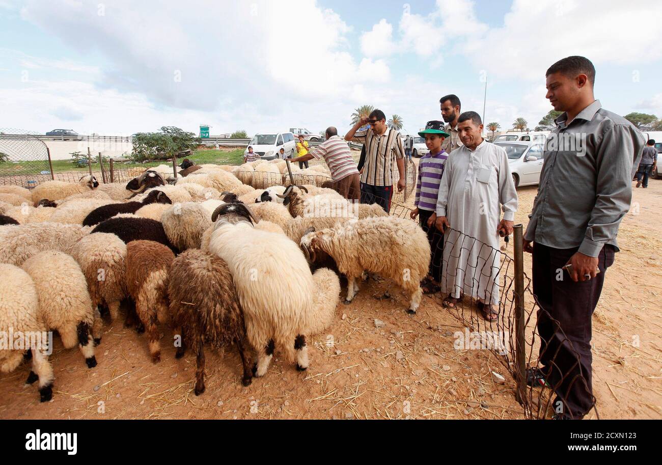 Animals for sacrifice eid africa hi-res stock photography and images ...