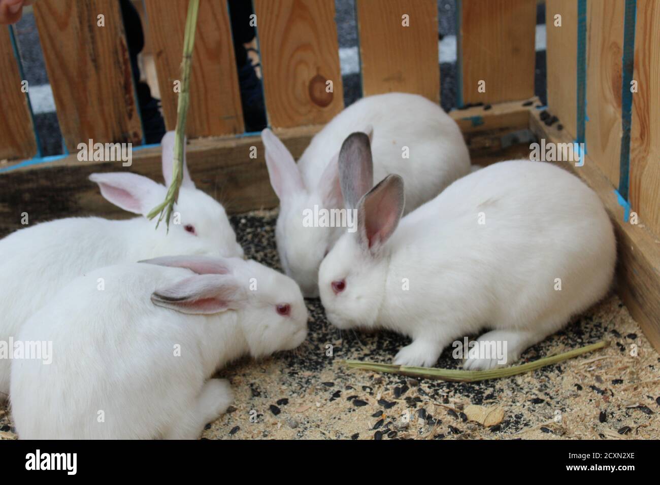 White rabbit in cage hi-res stock photography and images - Alamy