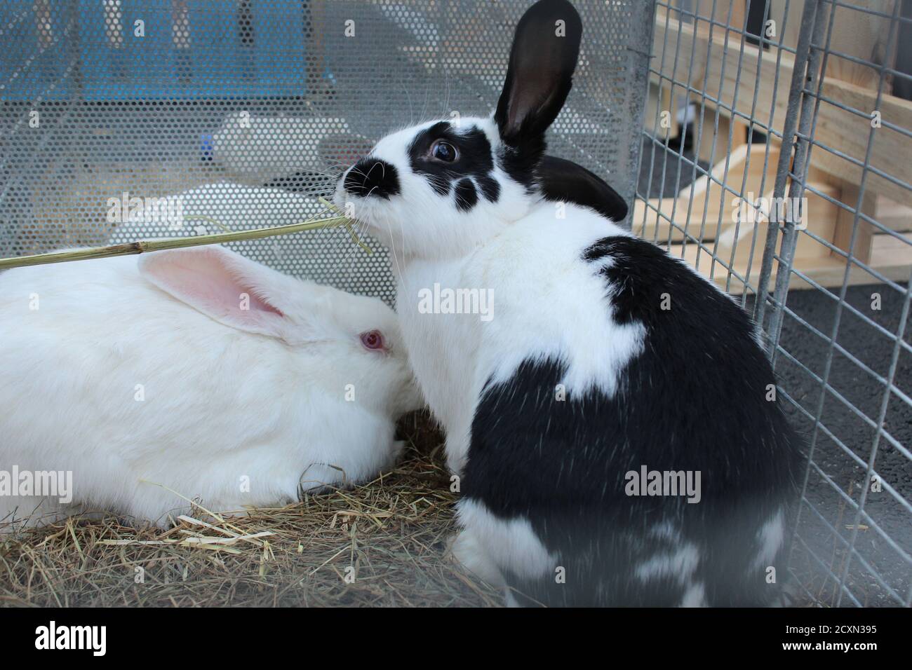 White albino laboratory rat in hi-res stock photography and images - Alamy