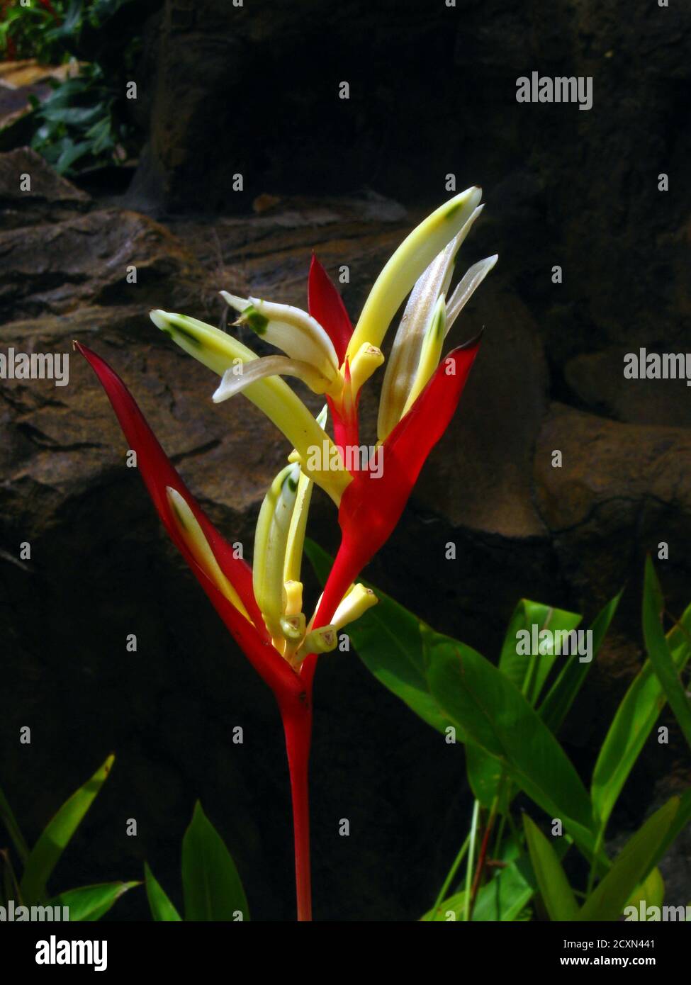 Heliconia family hi-res stock photography and images - Alamy