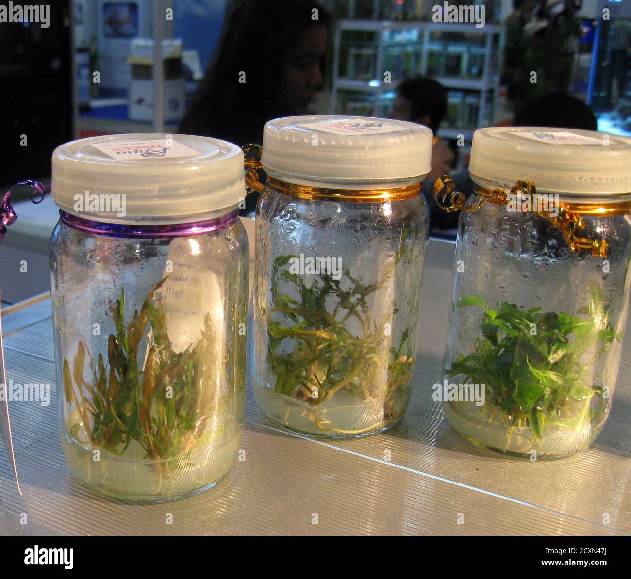 Laboratory seedling produced by meristem tip culture Stock Photo - Alamy