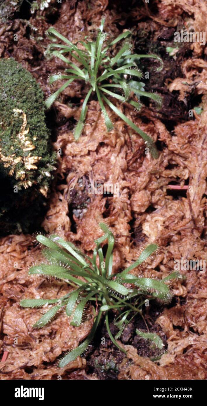 Cape Sundew carnivorous plant (Drosera capensis Stock Photo - Alamy
