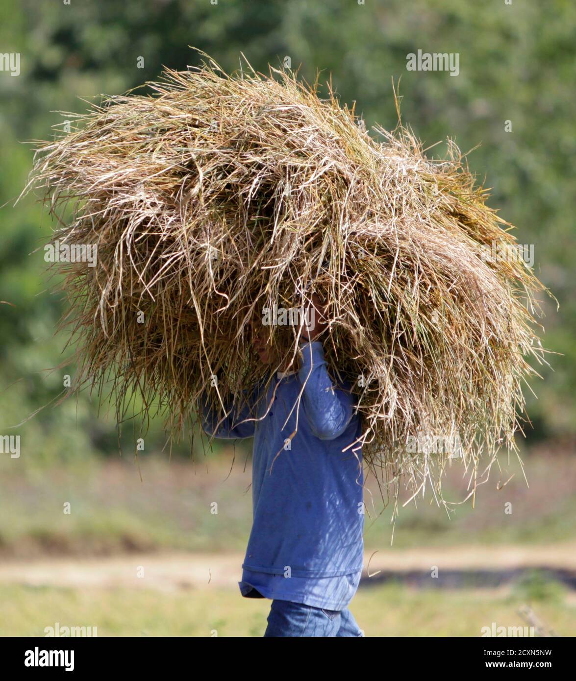 Mindoro occidental hi-res stock photography and images - Alamy