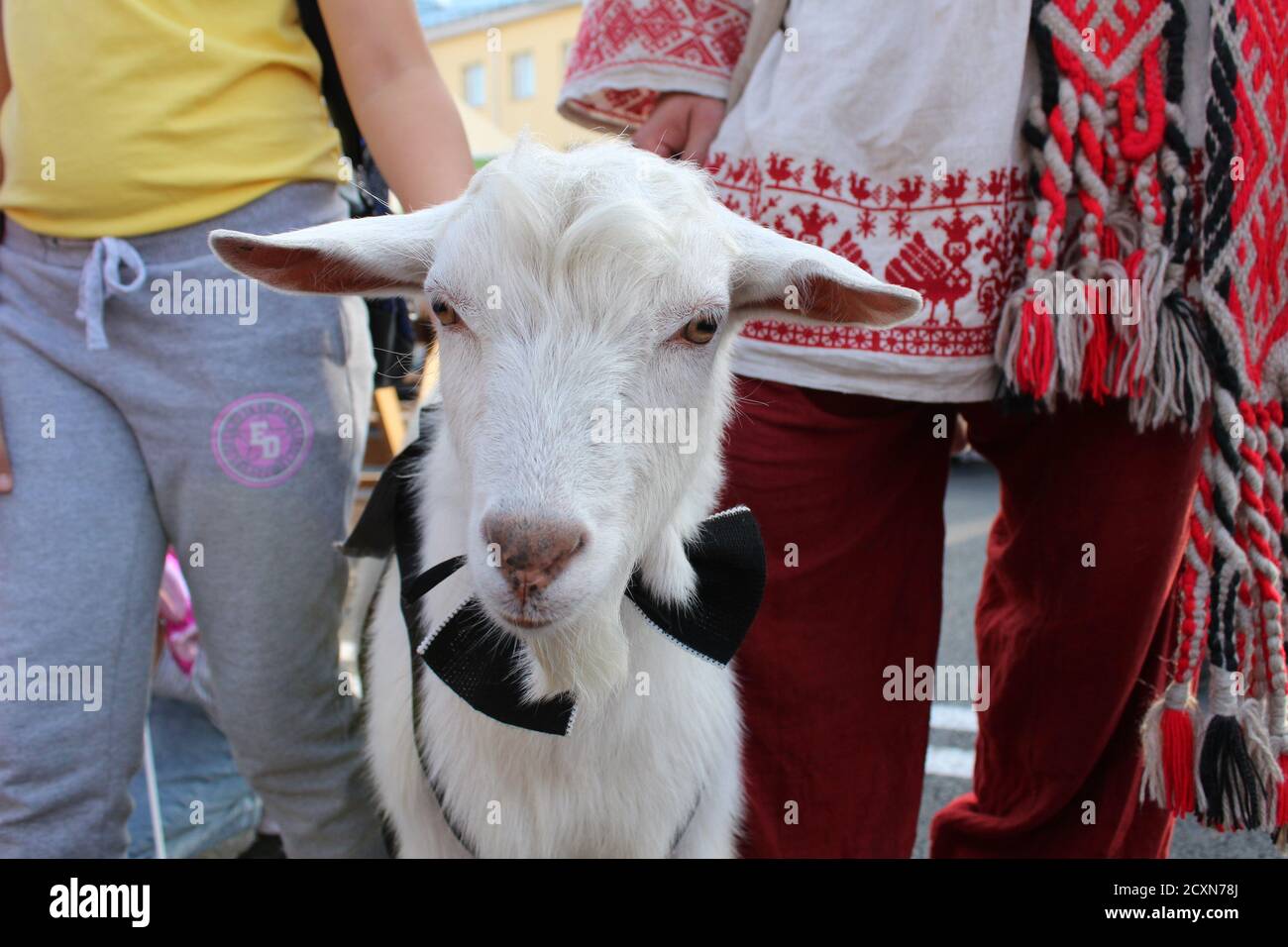 Goat funny face hi-res stock photography and images - Alamy