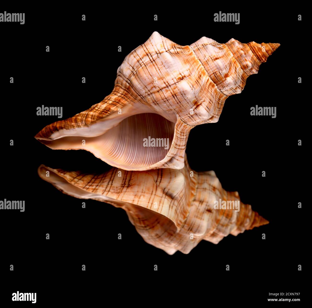 Art & Collectibles Figurines & Knick Knacks 8.5cm long Black spotted ...