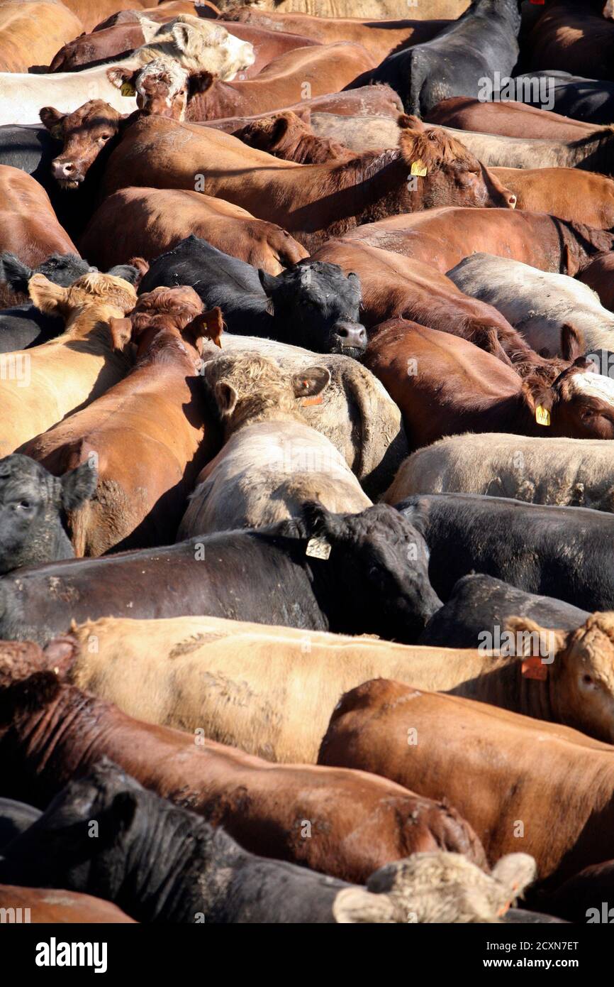 Cargill food hi-res stock photography and images - Alamy