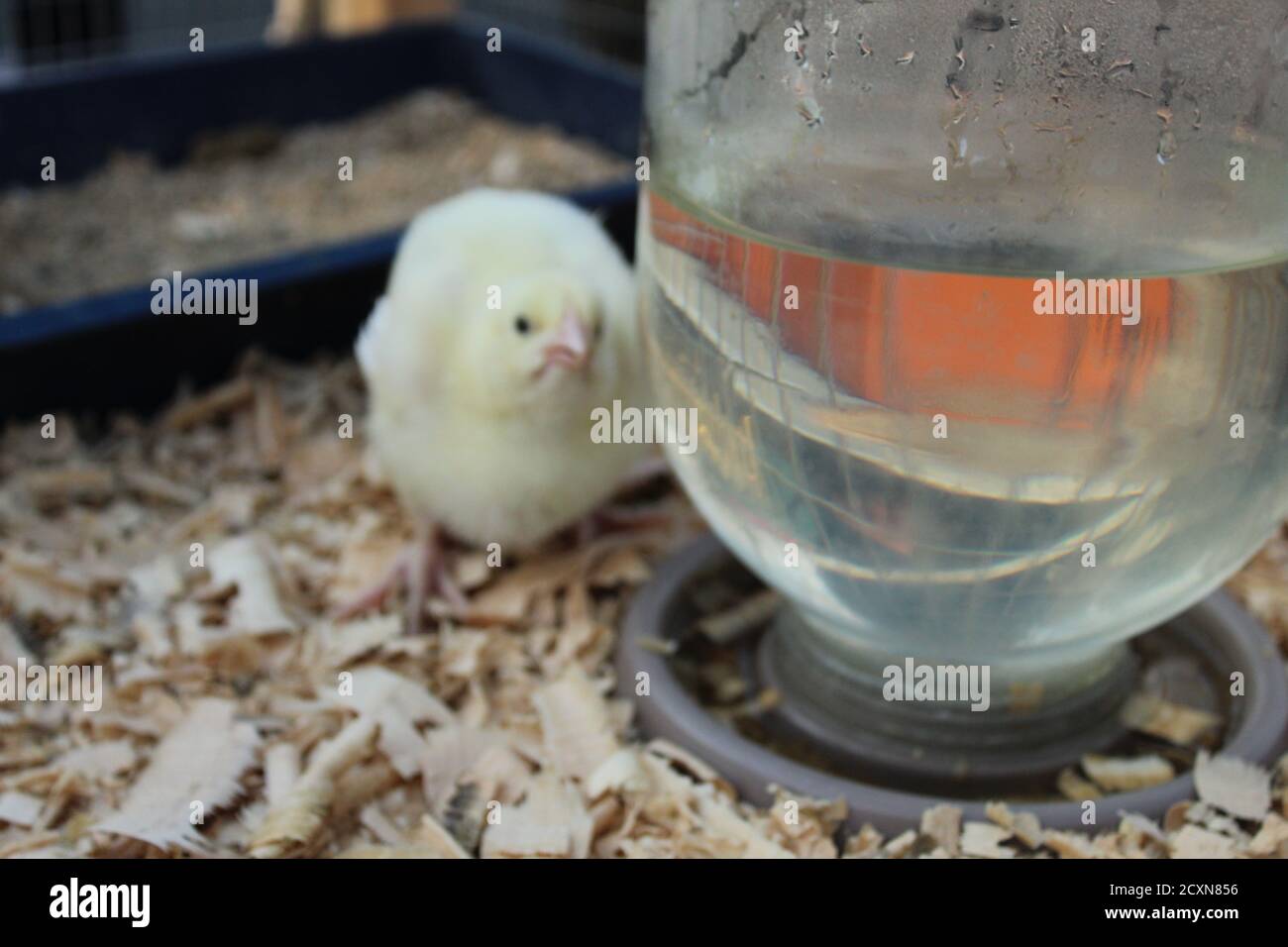 Baby chickens peck hi-res stock photography and images - Alamy