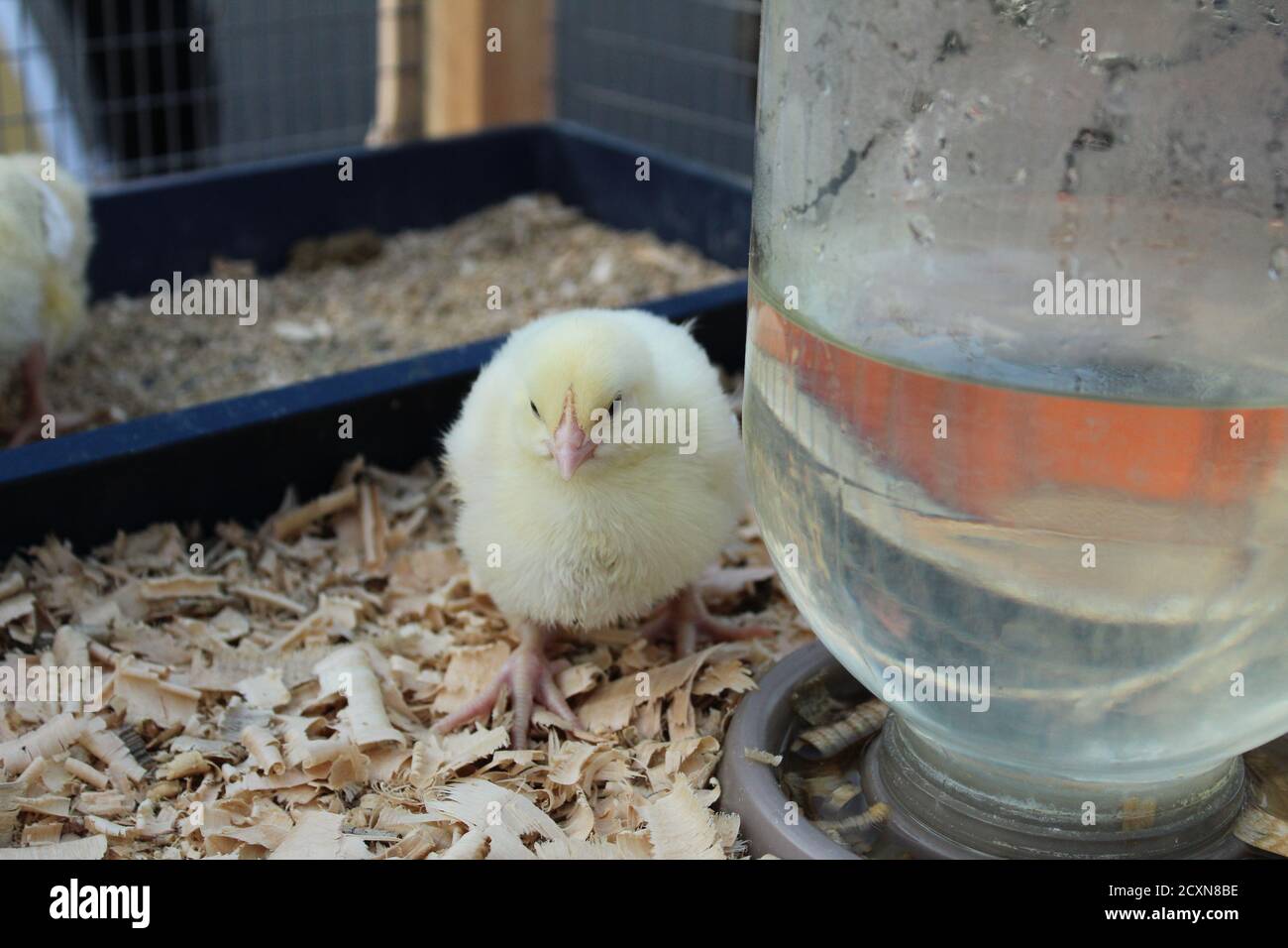 Chicken pecks grain close up hi-res stock photography and images - Alamy