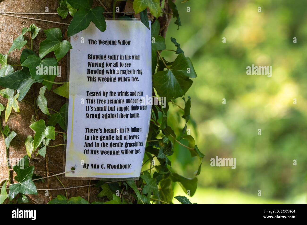 Weeping Willow Poem