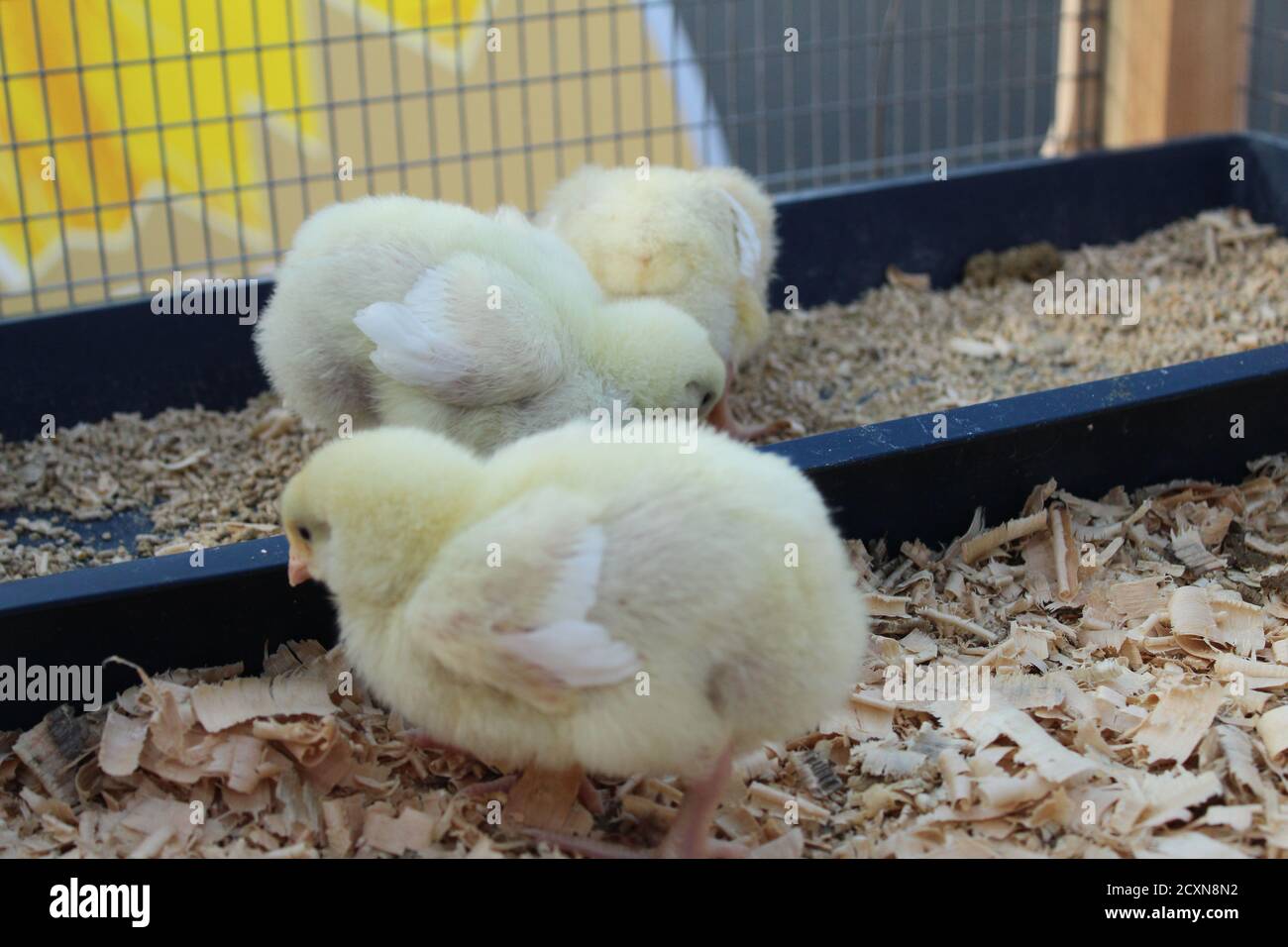 Baby chickens peck hi-res stock photography and images - Alamy