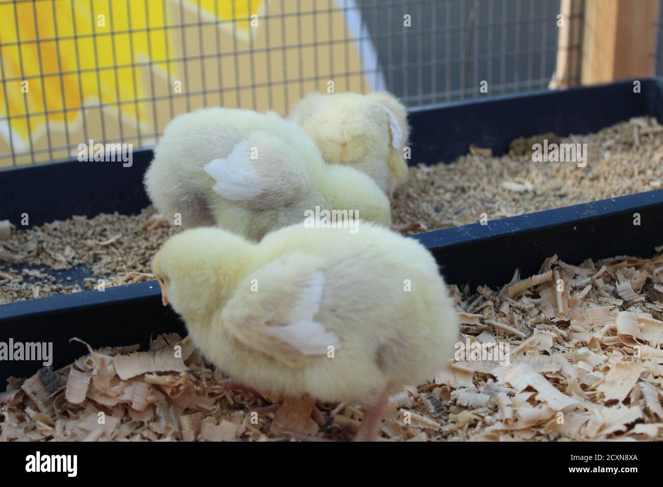 a small yellow fluffy chicken pecks grain eats food drinks water looks ...