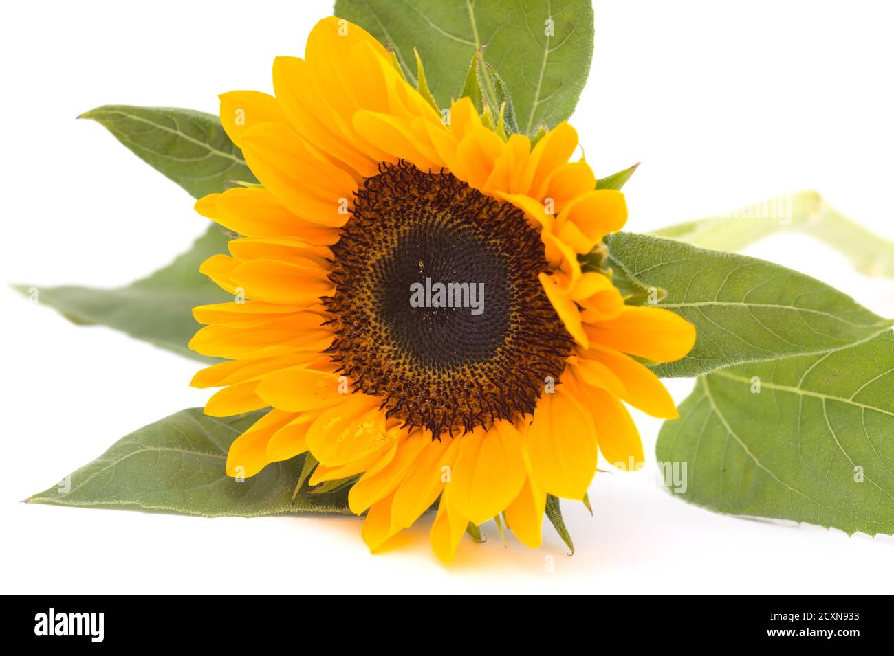 single sunflower isolated on white background Stock Photo - Alamy