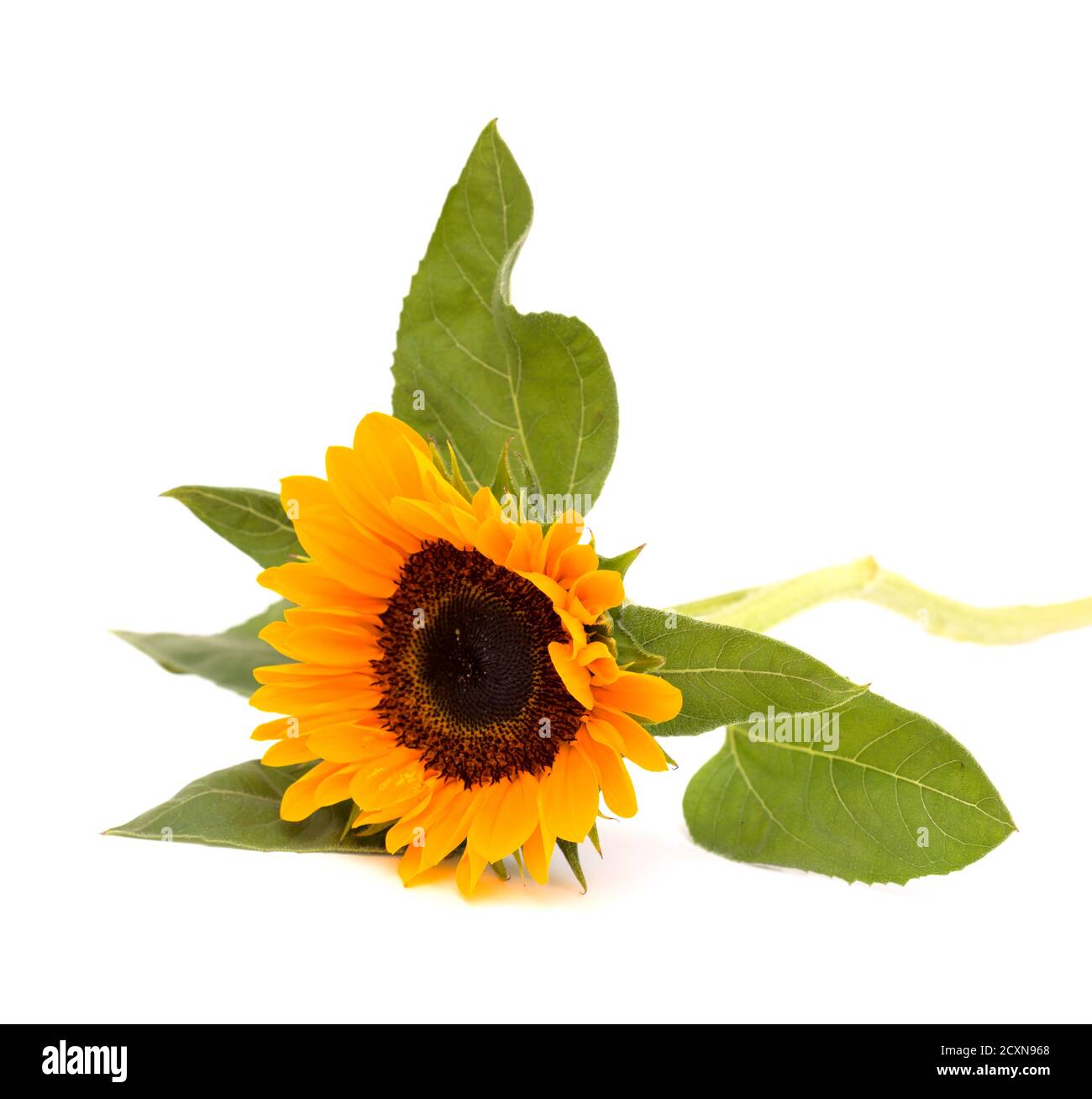 single sunflower isolated on white background Stock Photo - Alamy