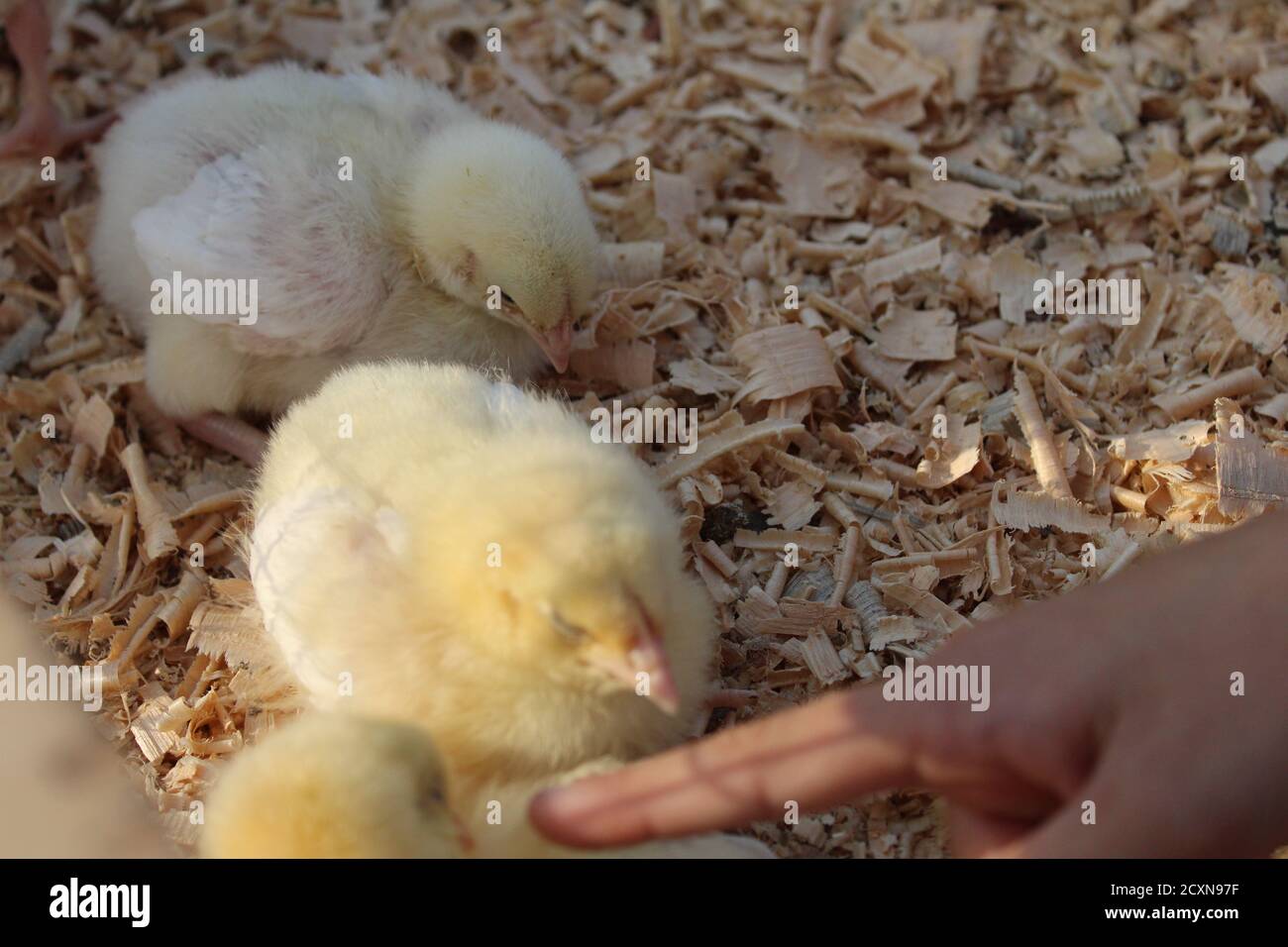a small yellow fluffy chicken pecks grain eats food drinks water looks ...