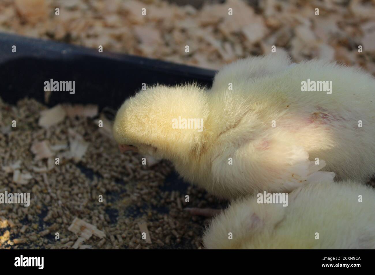 Baby chickens peck hi-res stock photography and images - Alamy