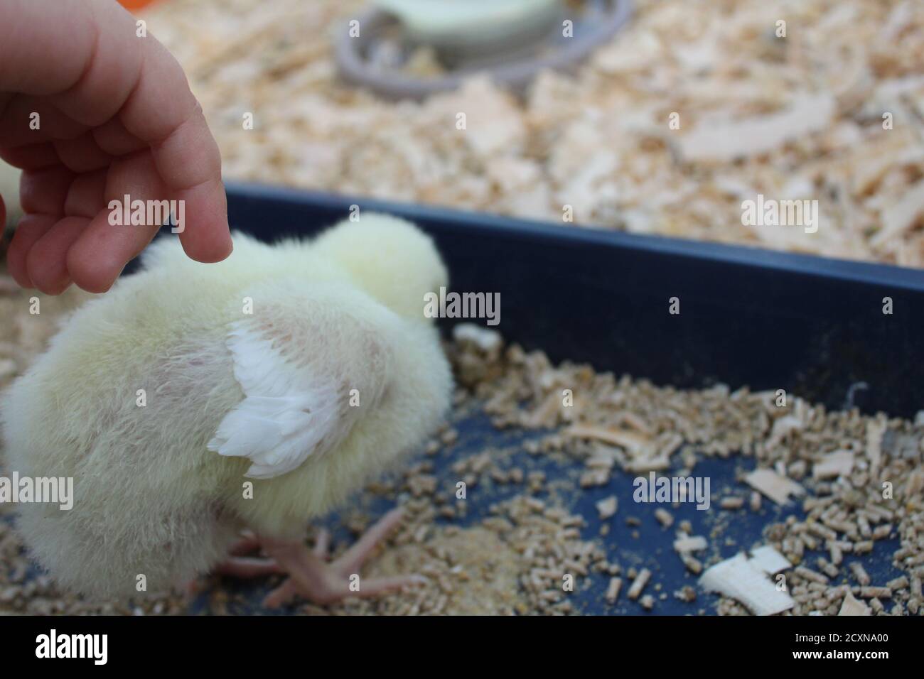 Baby chickens peck hi-res stock photography and images - Alamy