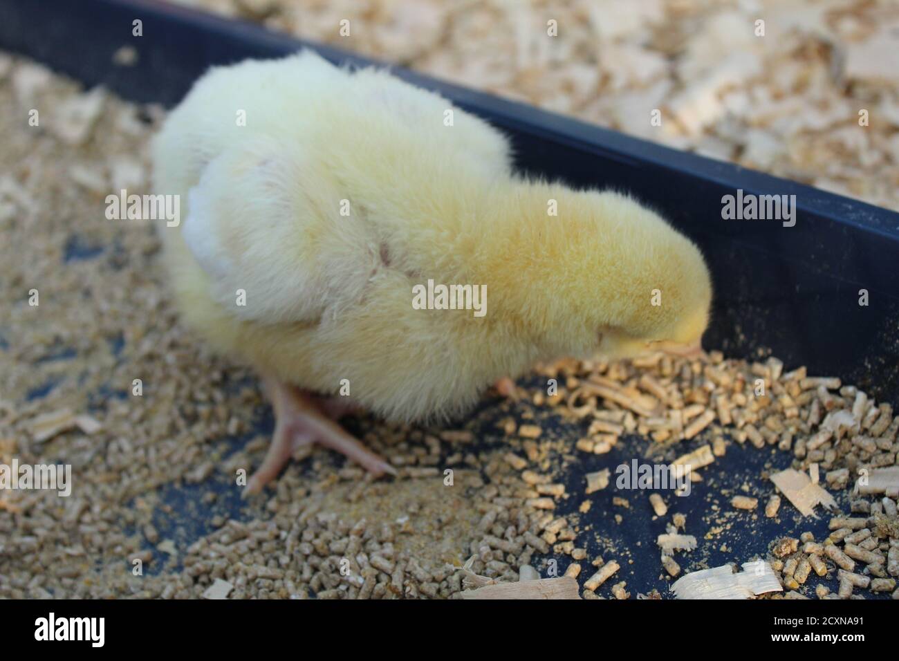 Baby chicks peck for food hi-res stock photography and images - Alamy