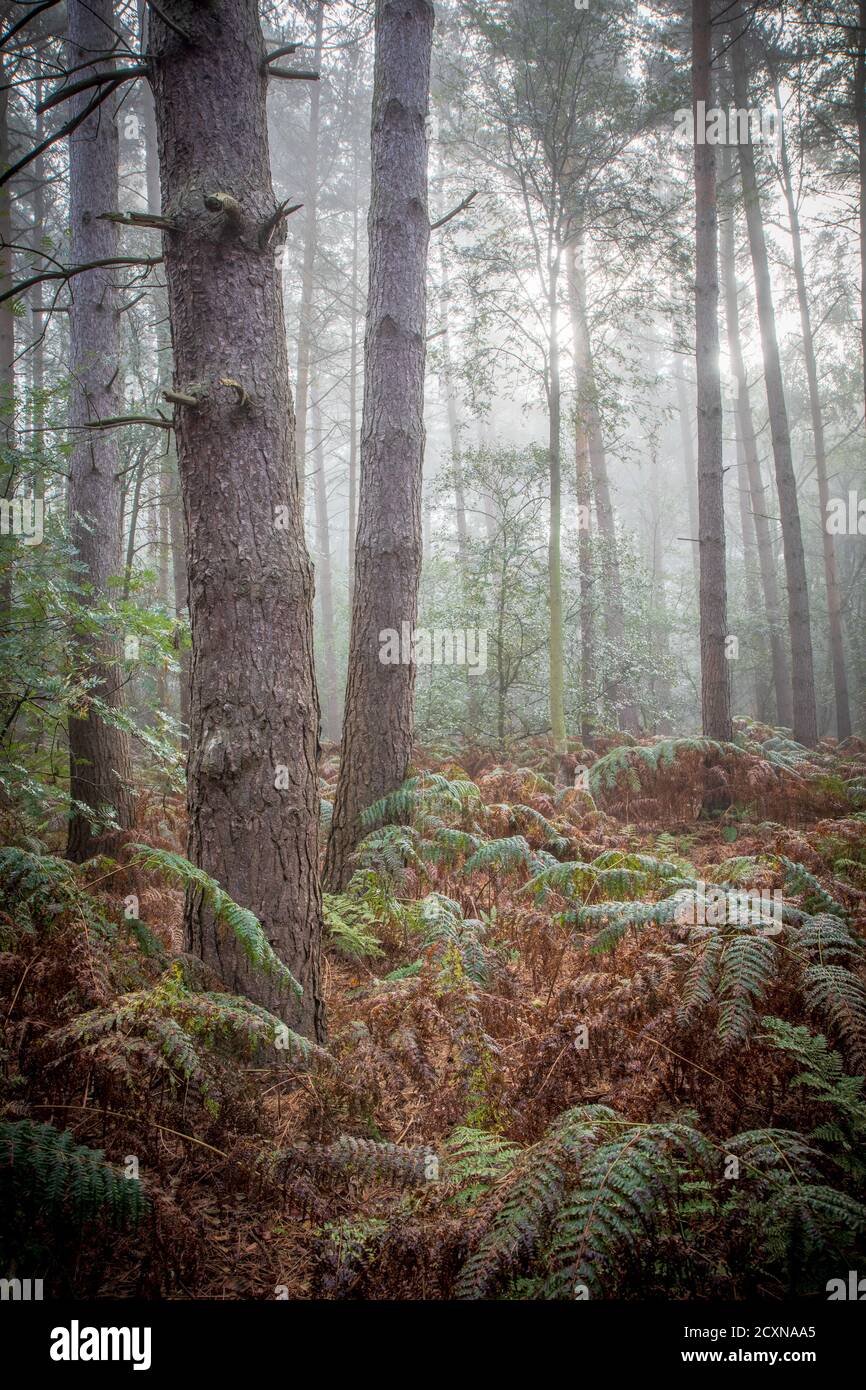 English forest mist hi-res stock photography and images - Alamy