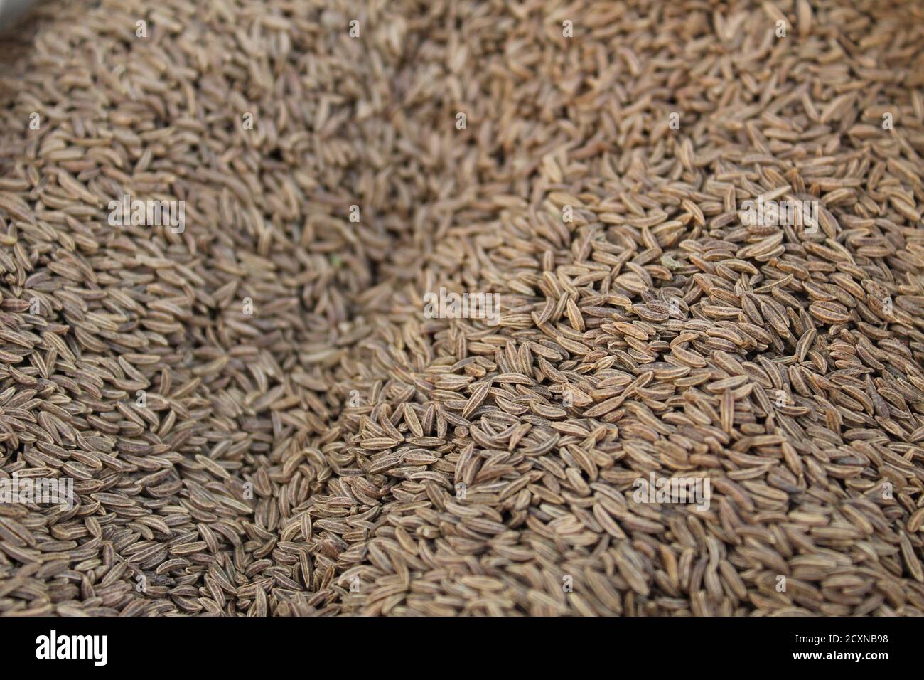 food background brown gray spices dill seeds cumin or coriander close ...