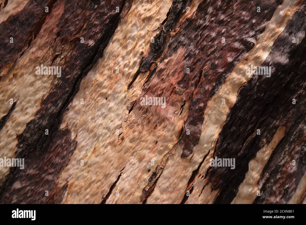 Flora of Gran Canaria - introduced species Eucalyptus camaldulensis ...
