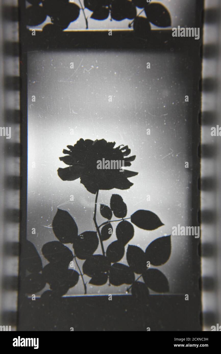 Jade magic hi-res stock photography and images - Alamy