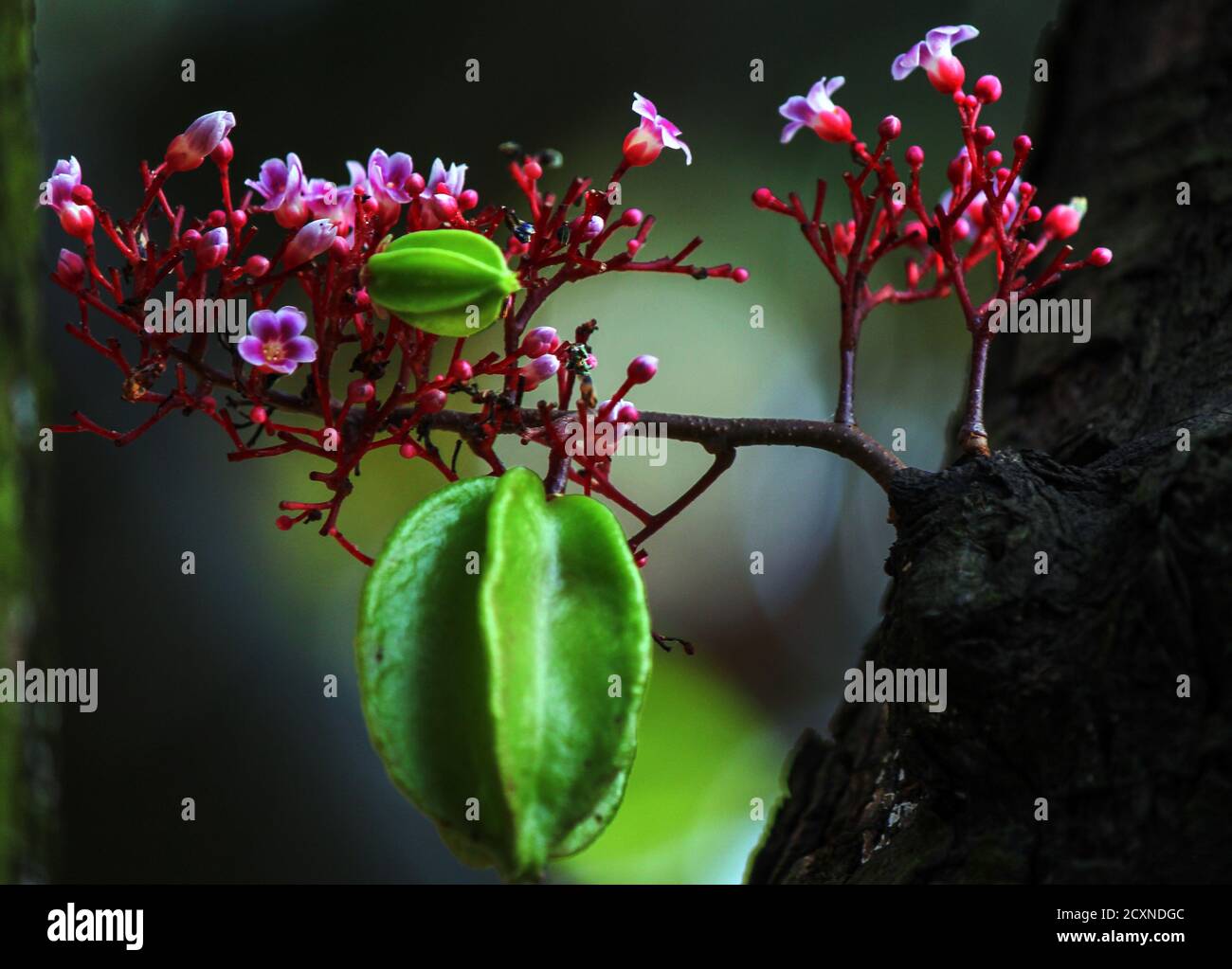 Starfruit tree flower hi-res stock photography and images - Alamy