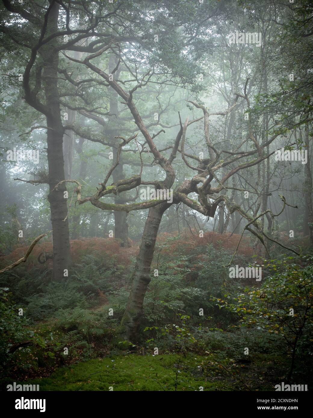 Gnarled dead tree stands hi-res stock photography and images - Alamy