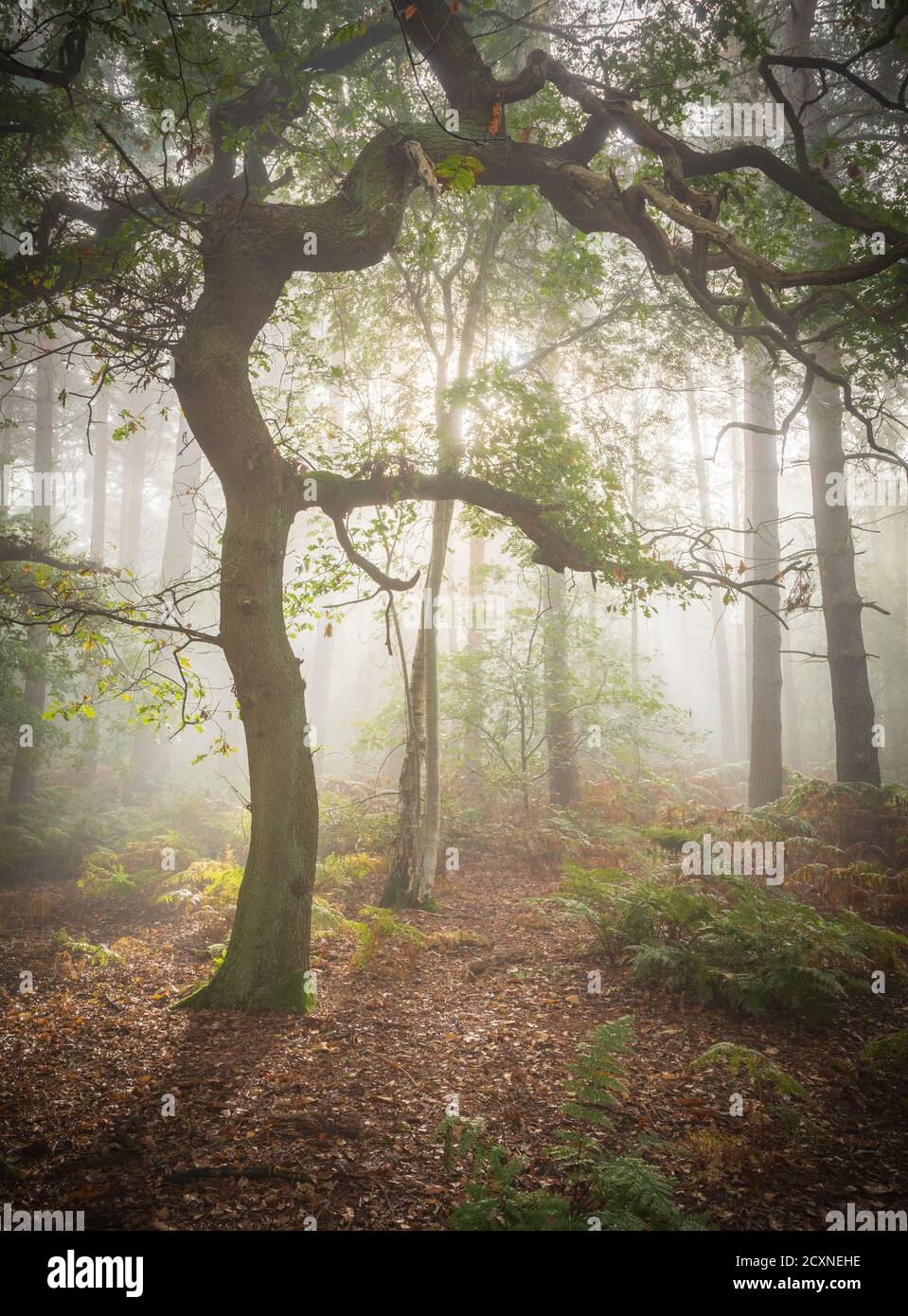 English forest mist hi-res stock photography and images - Alamy