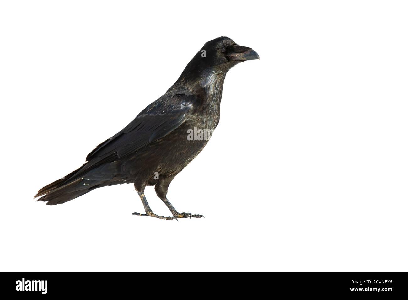 Common raven standing in nature isolated on white background Stock ...