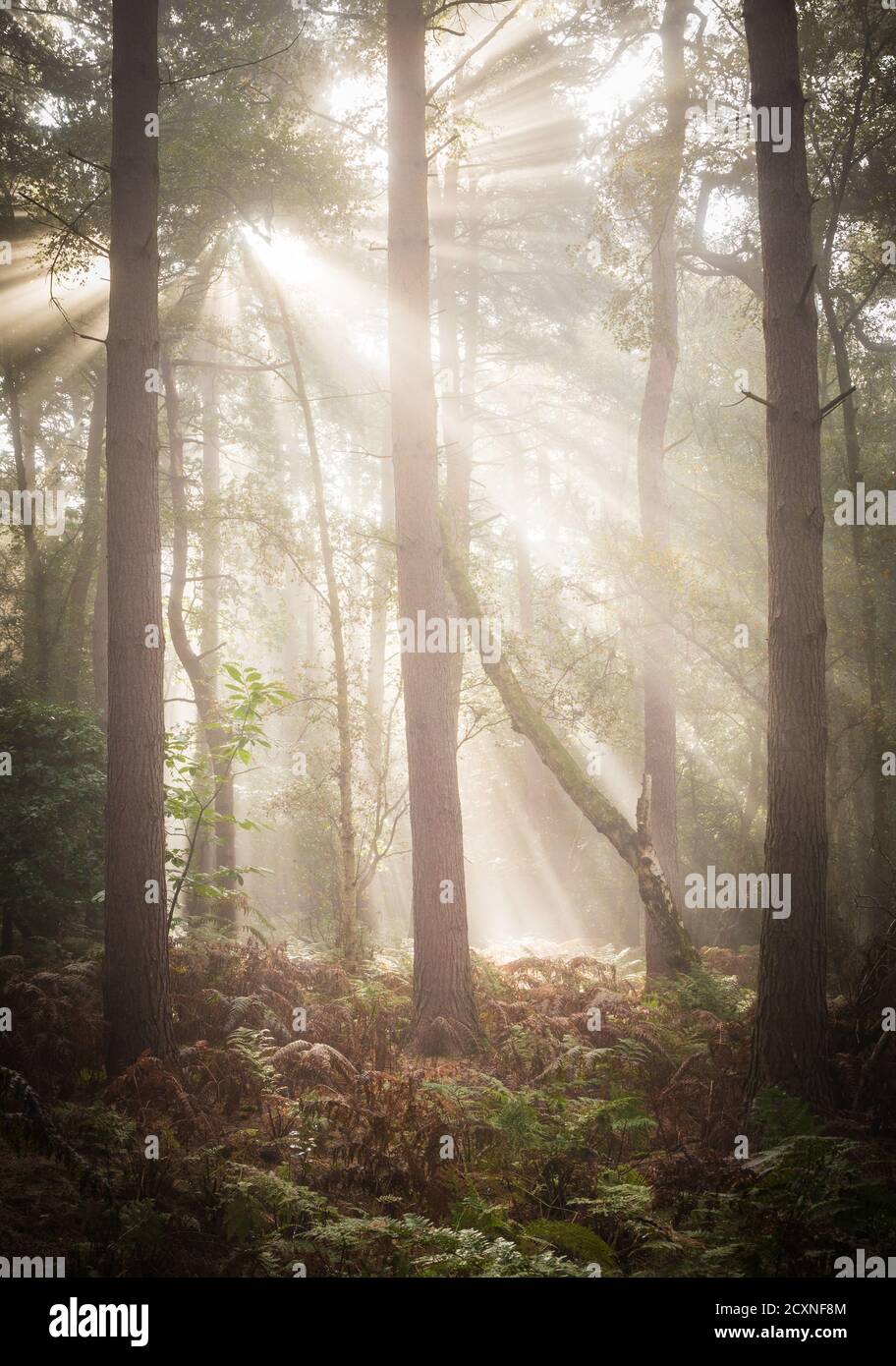 Soft light through tree branches hi-res stock photography and images ...