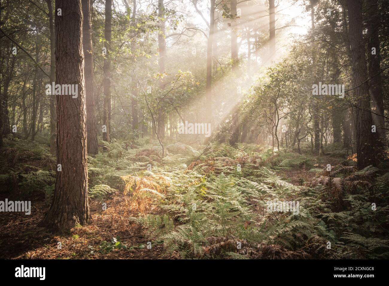 Theres a certain slant of light hi-res stock photography and images - Alamy