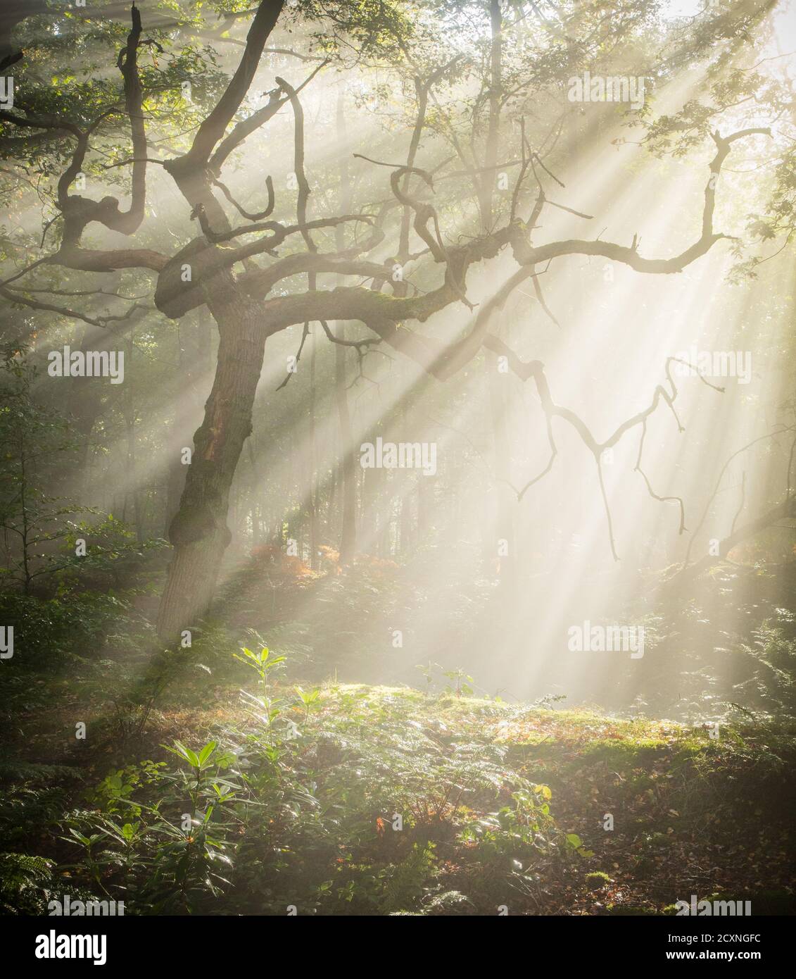 Soft light through tree branches hi-res stock photography and images ...
