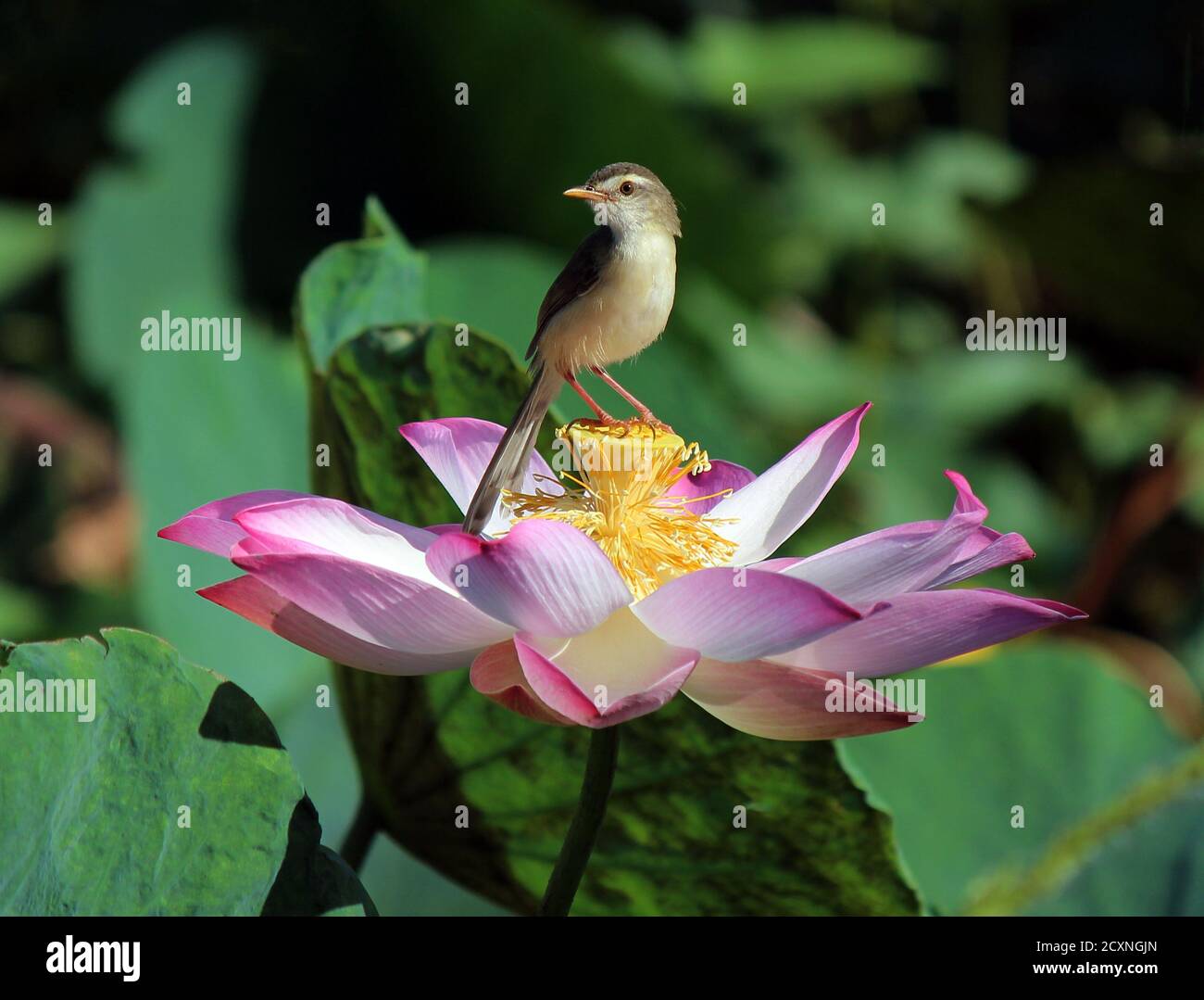 Most beautiful moment hi-res stock photography and images - Alamy