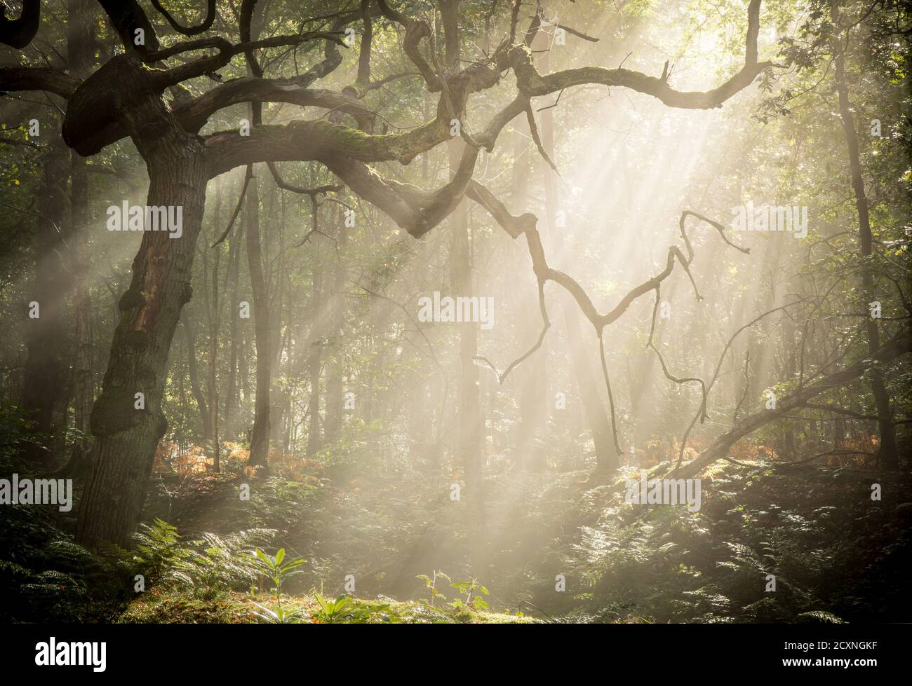 Oak Tree Shaft Of Light Woodland High Resolution Stock Photography and ...